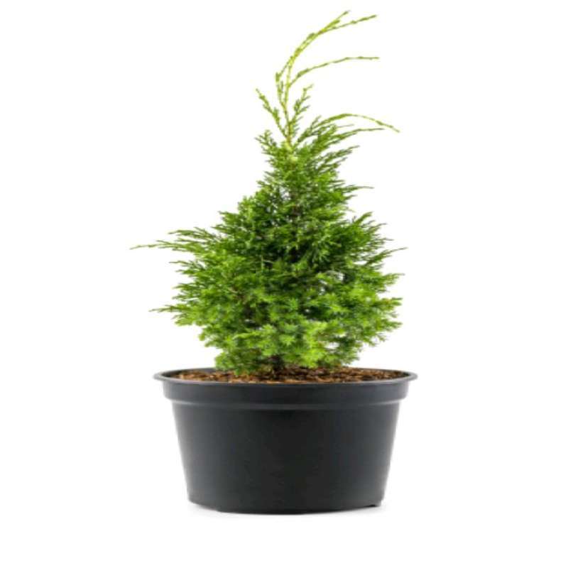 Jual dekorasi rumah tanaman hias Cemara pua pua dengan bentuk yang unik ...