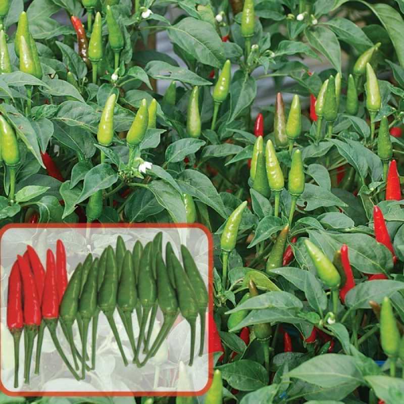 Jual Bibit Cabai Jawa Original Murah - Harga Diskon Juni 2024 | Blibli.com