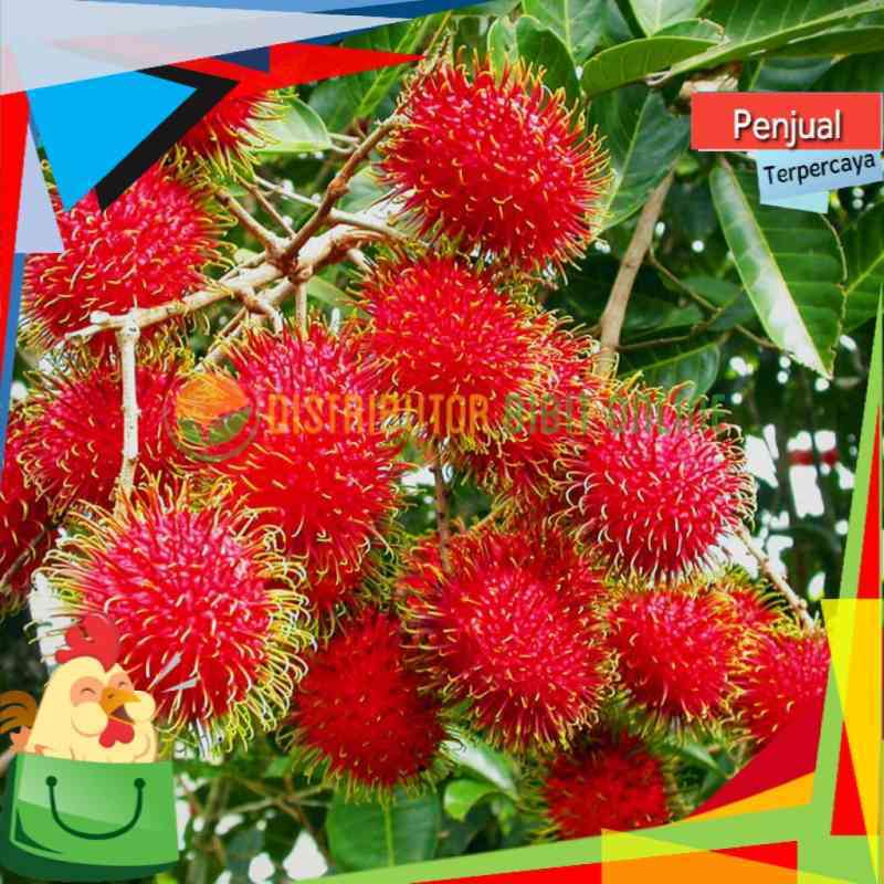 Pohon Rambutan Binjai