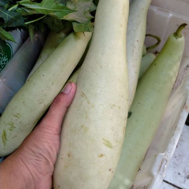 Promo labu parang/ per buah Diskon 7% di Seller BLACKWHITE - Meruya ...