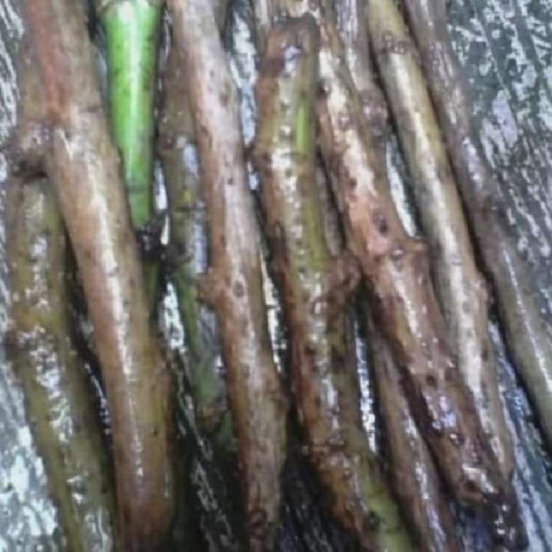 Jual Pohon Insulin/Kipahit-Paket 5 Batang Bibit Pohon Insulin di Seller ...