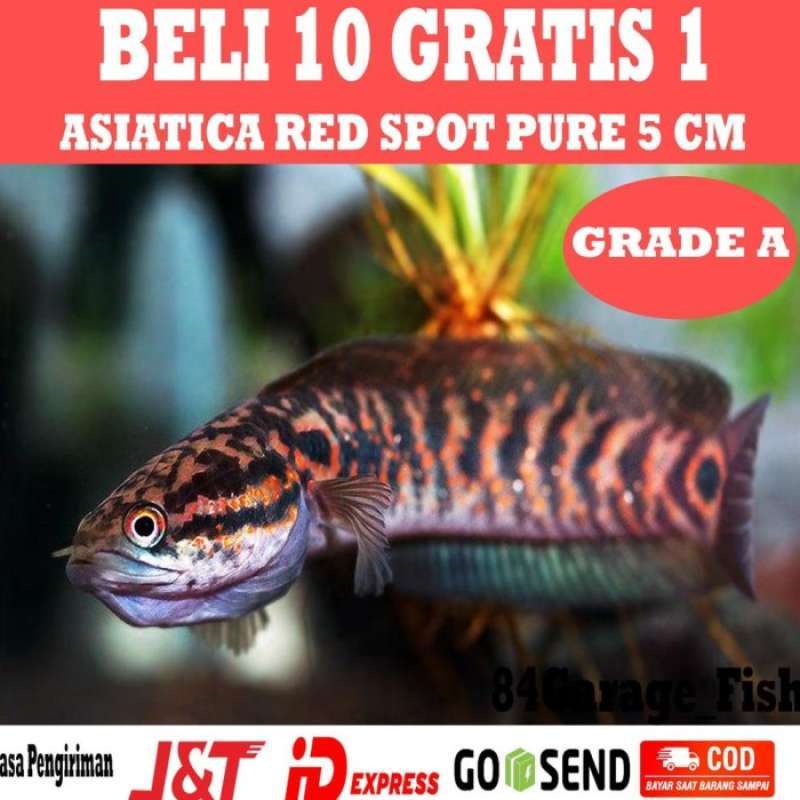 Jual Channa Asiatica Rs Pure 5Cm Grade A Chana Asiatica Red Spot di ... Jual Channa Asiatica Rs Pure 5Cm Grade A Chana Asiatica Red Spot di ...