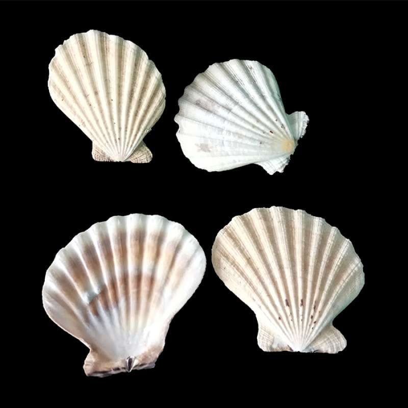 Jual Bondarts Scallop Simping Kipas Cangkang Kerang Prakarya [4 pcs ...