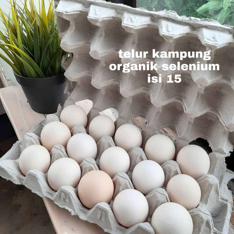 Jual Telur Kelapa Gading Telur Ayam Kampung Organik Selenium [Isi 15 ...