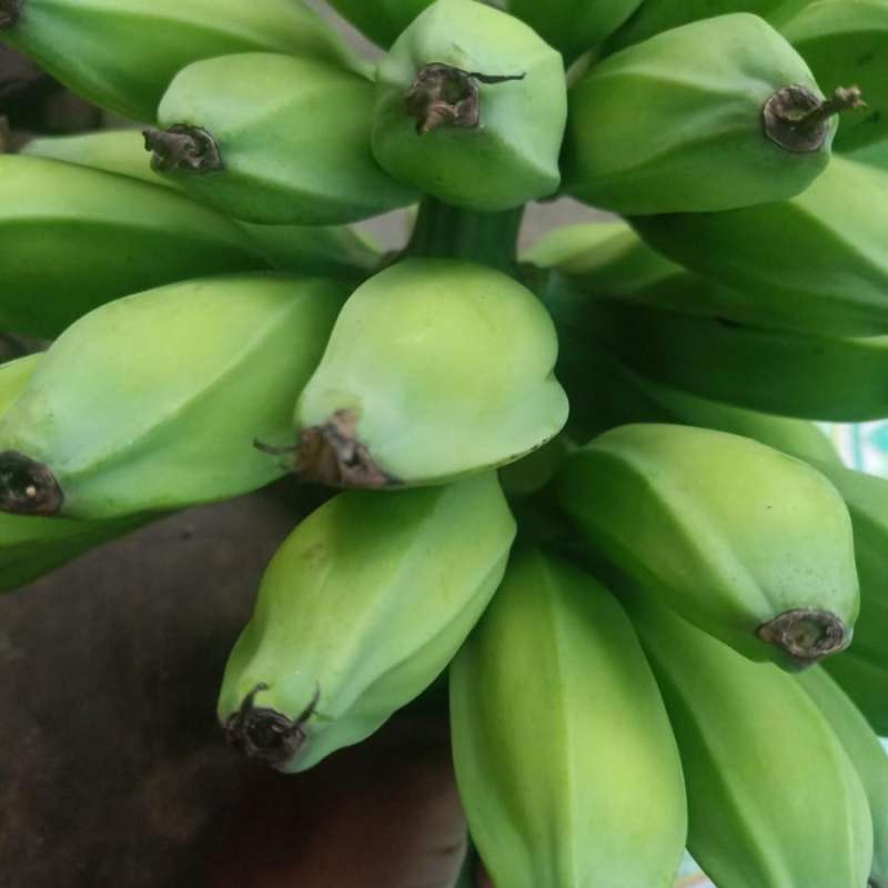 Jual buan pisang kluthuk atau pisang batu(musa balbisiana)pres murah di ...