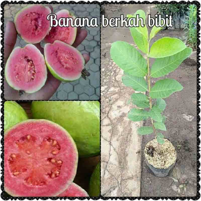 Deretan Gambar Tanaman Buah Jambu Biji yang Lagi Viral - Informasi ...