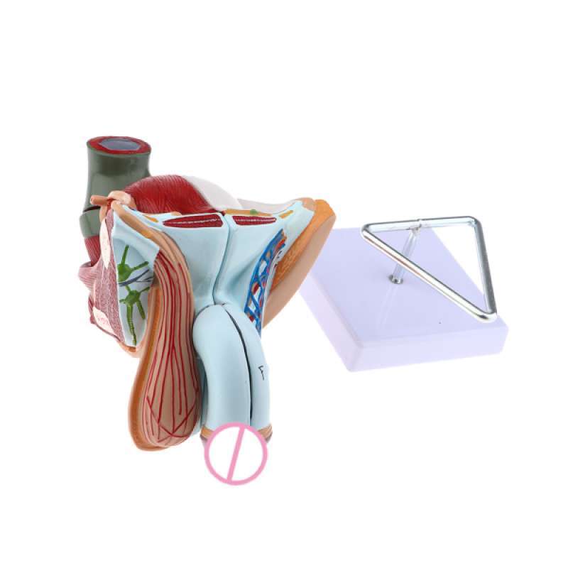 Jual OEM Life Size Male Genital Model Testis Scrotum Penis Anatomical ...