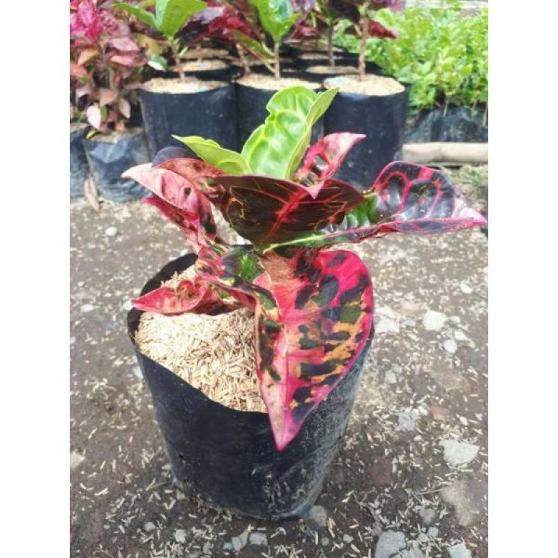 Jual Tanaman Hias - Bunga Puring/crotoun Kura Kura ( Codiaeum ...