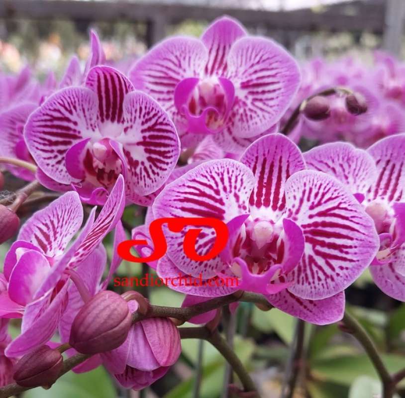 Promo Anggrek Bulan Mini Warna Merah Muda Dan Garis Merah Tua Diskon 23 ...