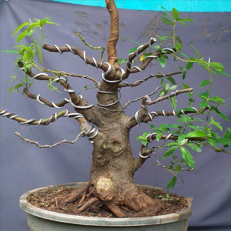 Jual Bonsai Pohon Loa Di Seller Enk Bonsai Art - Jonggol, Kab. Bogor ...