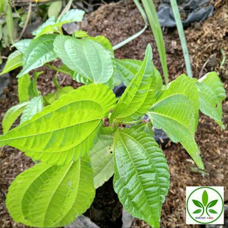 Jual Daun Pohpohan Daun Lalap Lalapan Khas Orang Sunda Di Seller ...