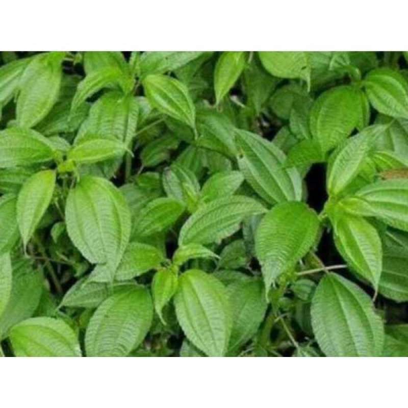 Jual Daun Pohpohan Daun Lalap Lalapan Khas Orang Sunda Di Seller ...