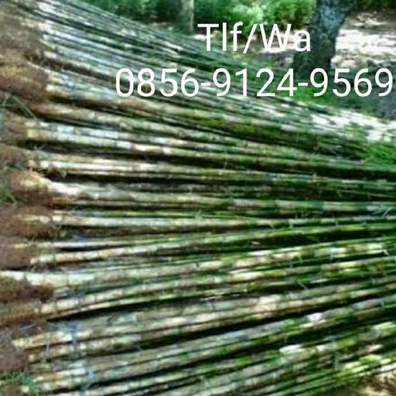 Jual @ pohon bambu Jepang bambu pagar tanaman hias pagar bambu hijau di ...