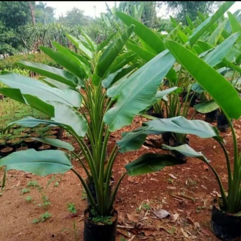 Jual Tanaman Hias Pisang Kipas 1,5 Meter di Seller Lutfi taman ...
