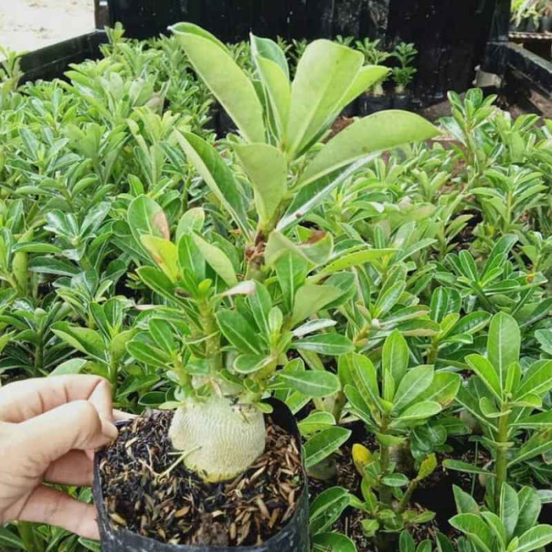 Bonsai Kamboja Mini Membuat adenium bonsai yang di mulai dari sejak ...