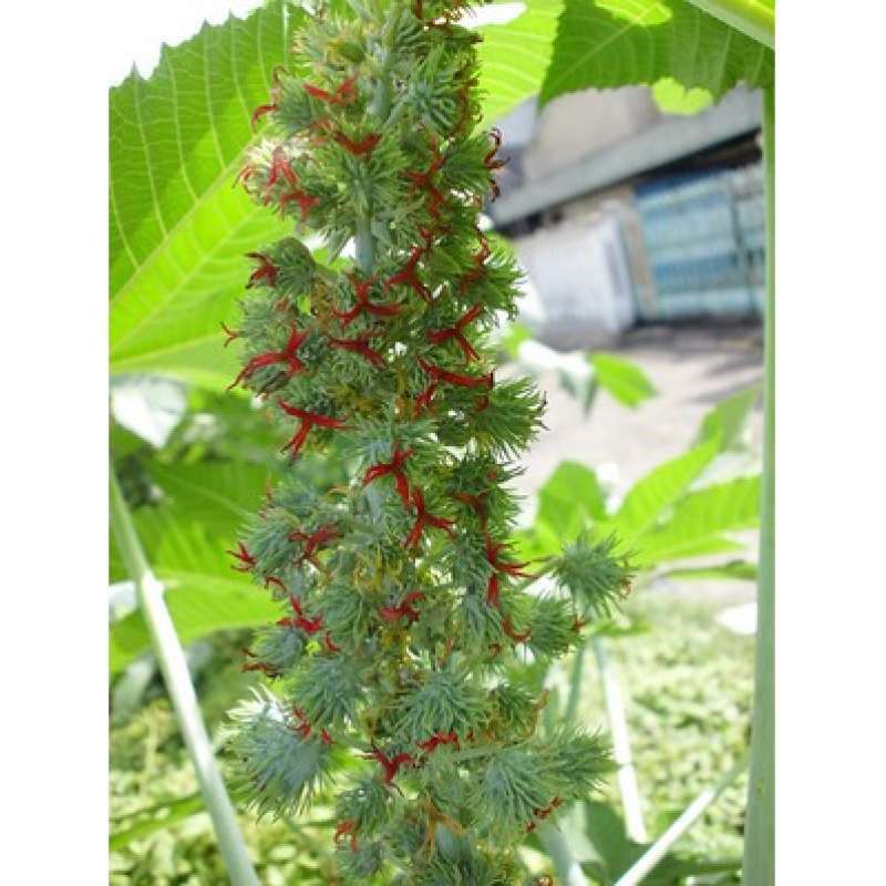 Jual 2 butir biji benih ricinus communis fruit di Seller Winner ...