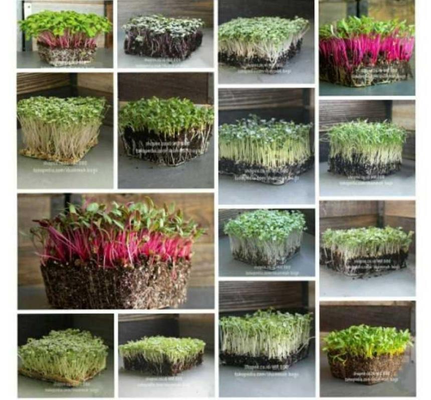 Jual Benih Microgreens Serba 10.000 Part 1 - Repack - Import Usa Di ...