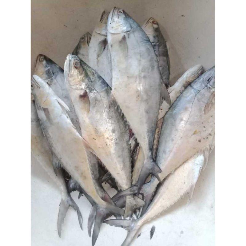 Jual Ikan Talang Talang Segar 1kg - 2kg Di Seller Ozanfoods Jakarta ...