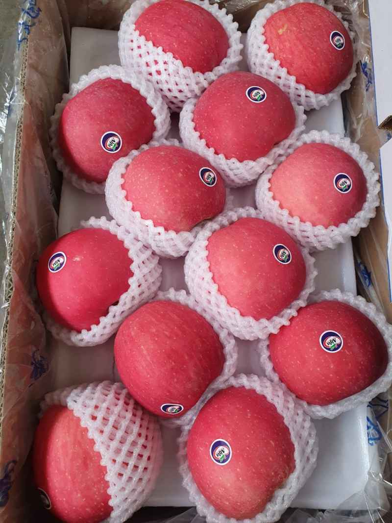 Jual Apel Fuji Alfa Premium Fresh Import Per Kg Di Seller Global Fruits ...