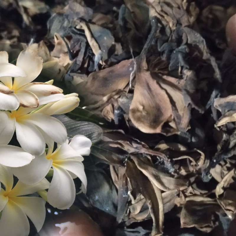 Bunga Kamboja Kering Lengkap Harga Terbaru Mei 2024 | Blibli