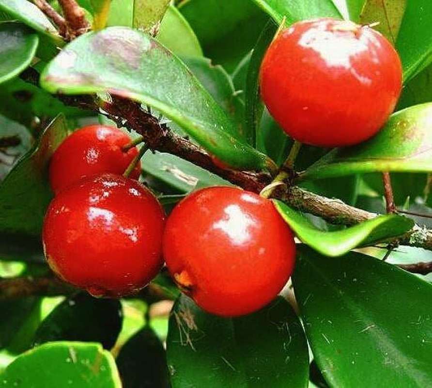 Jual Tanaman Buah Beach Cherry Cedar Bay Ceri Pohon Cery Laut Bibit ...