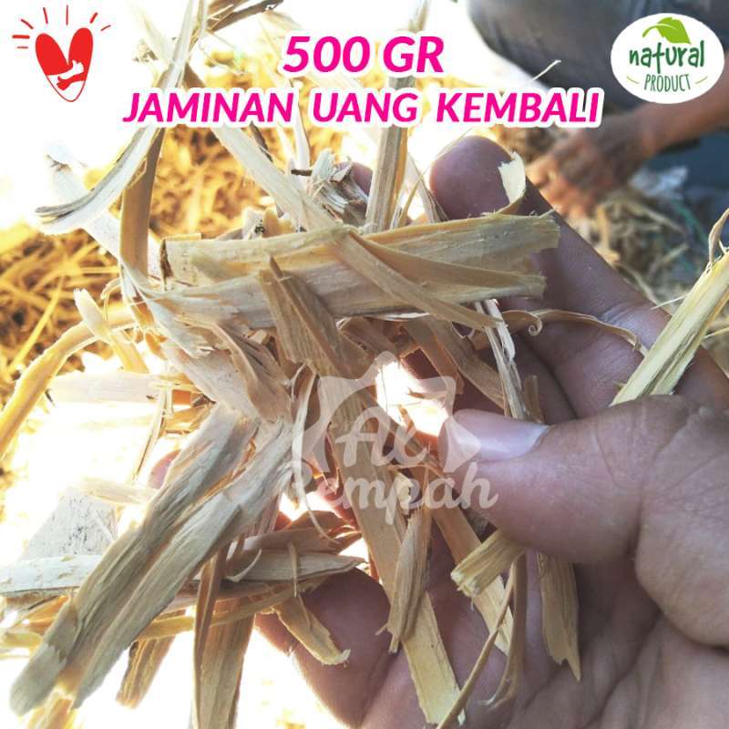 Jual Widoro Laut atau Bidara Laut Tua 500gr Asli - Grade A di Seller Al ...