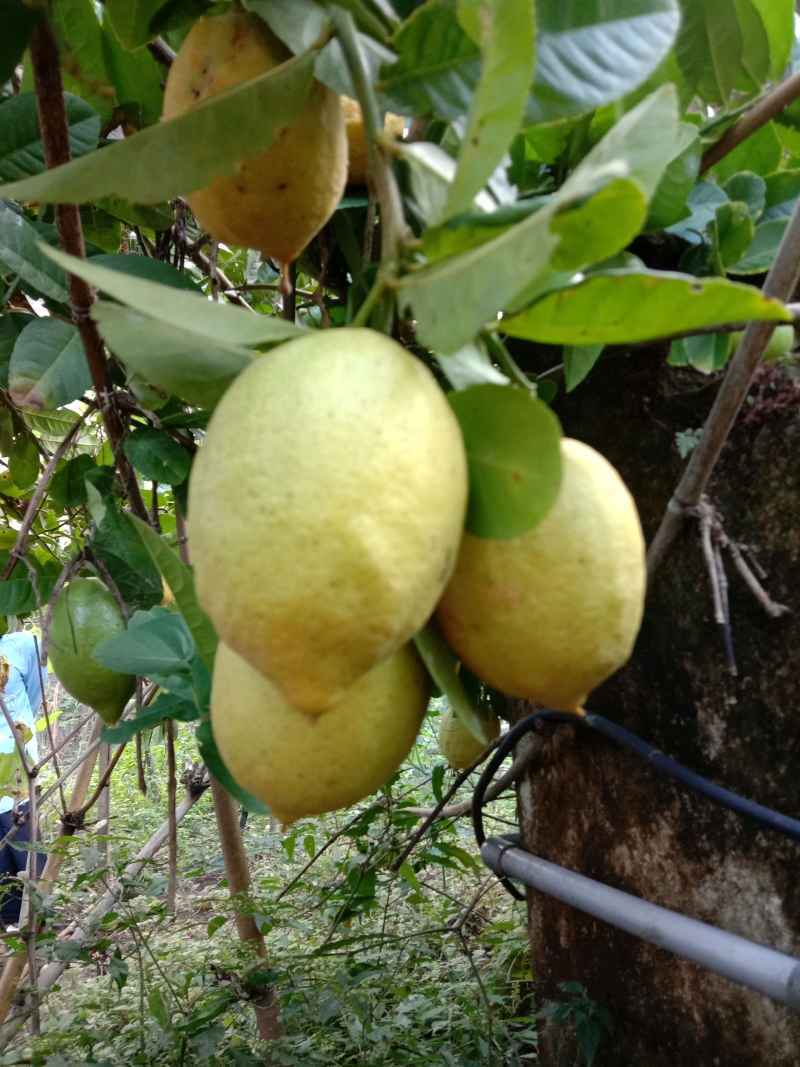 Jual 1 kg Buah Lemon Lokal Segar Langsung dipetik dari pohonnya di ...