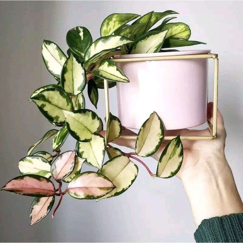 Kenali 5 Cara Merawat Tanaman Hias dengan Mudah, Yuk! - Blibli Friends Kenali 5 Cara Merawat Tanaman Hias dengan Mudah, Yuk! - Blibli Friends
