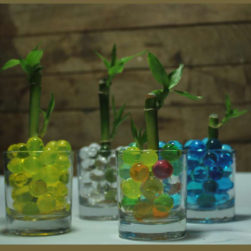 Jual Mini Terrarium Gelas Kaca Dekorasi Tanaman Unik Paket Terarium Kaktus Sukulen Hias Small