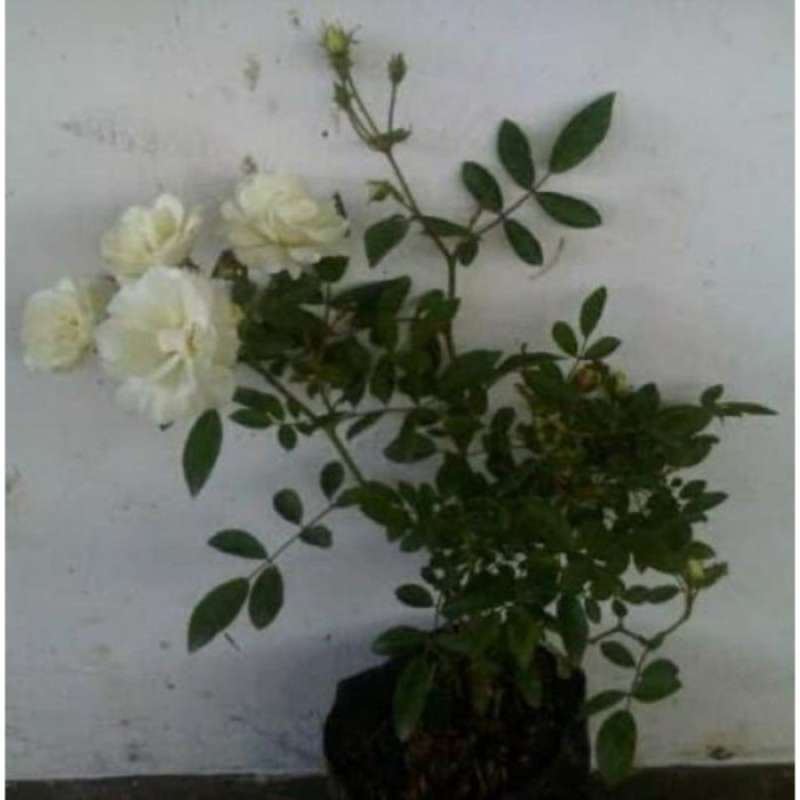 Jual Bibit Mawar Rambat Bunga Mawar Hidup Tanaman Merambat-tanaman ...