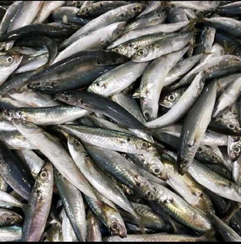 Jual Ikan Dencis pulpen 500 gram di Seller Faith Fresh - Sunggal, Kota ...