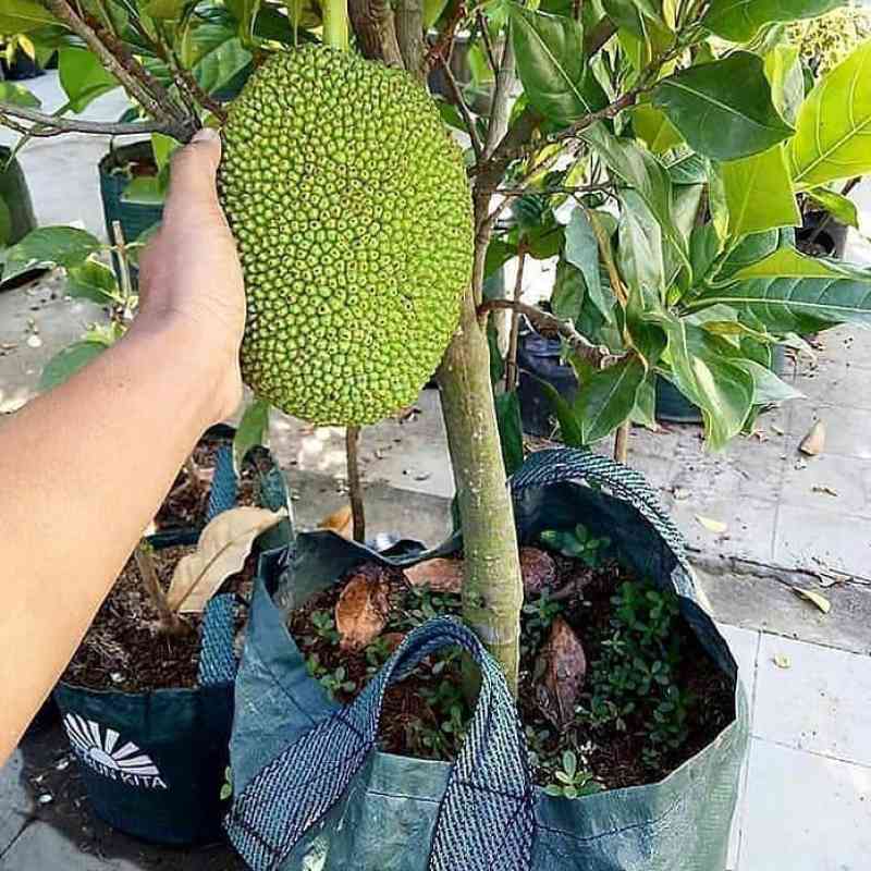 Jual Bibit Buah Nangka Madu Mini Siap Berbuah Pendek Di Seller Putra