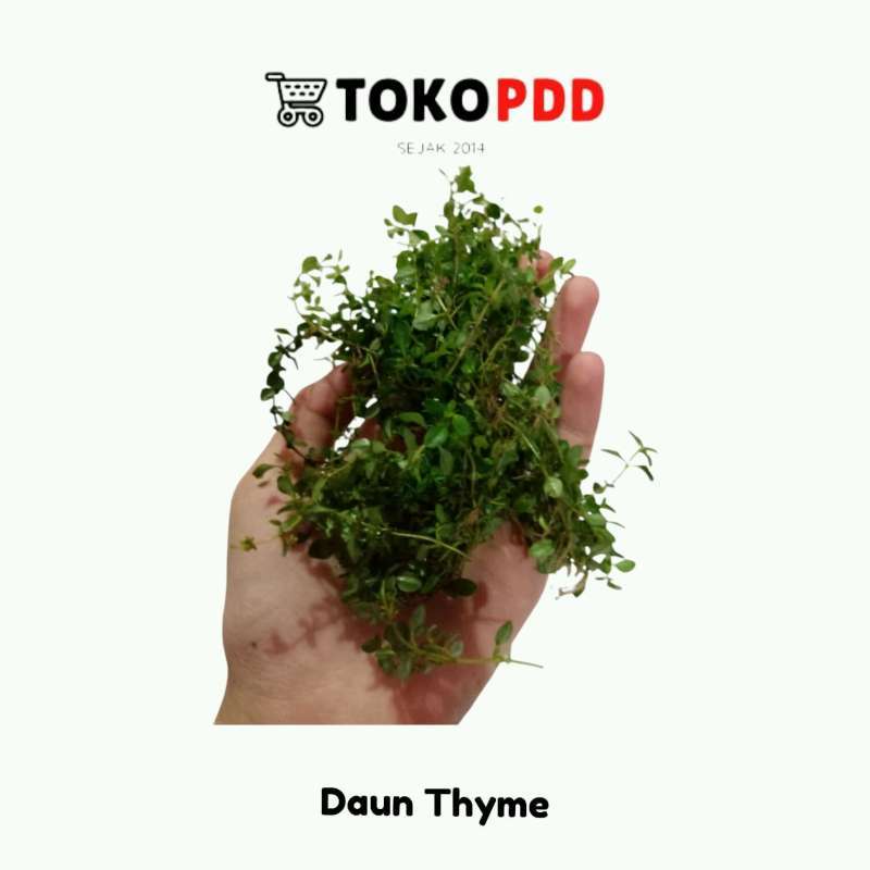 Jual Daun Thyme Thyme Leaves Daun Timi di Seller PDD - Kab. Cianjur ...