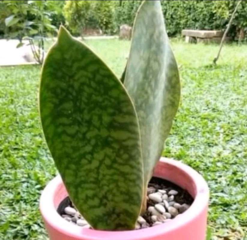 Jual Sansiviera Sensivera Masoniana / tanaman sensivera tapak dewa ...