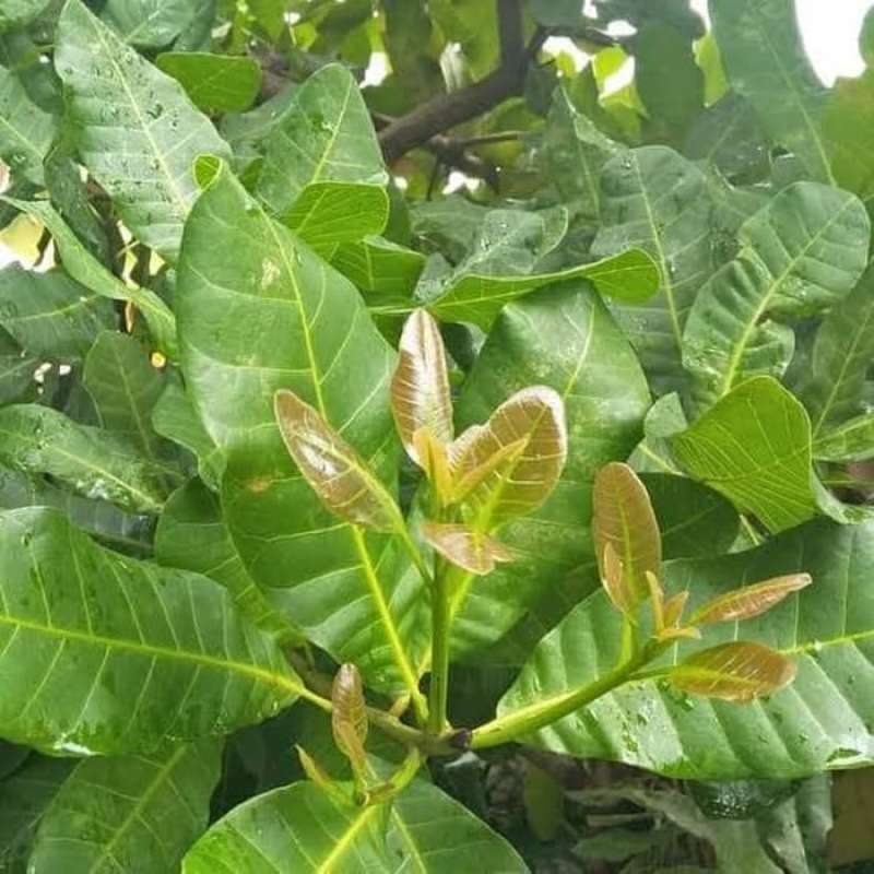 Promo Daun jambu mete/jambu monyet Diskon 4% di Seller Bumi Tani IND ...