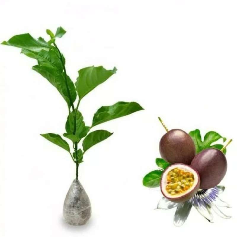 Jual Bibit Pohon Buah Markisa Ungu/Merah/Hitam - Tanaman Buah Markisa di Seller griya bibit3 ...