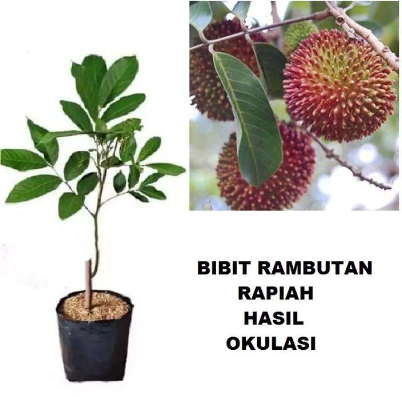 Jual Bibit Tanaman Rambutan Rapiah Pohon Rambutan Rapiah Hasil Okulasi ...
