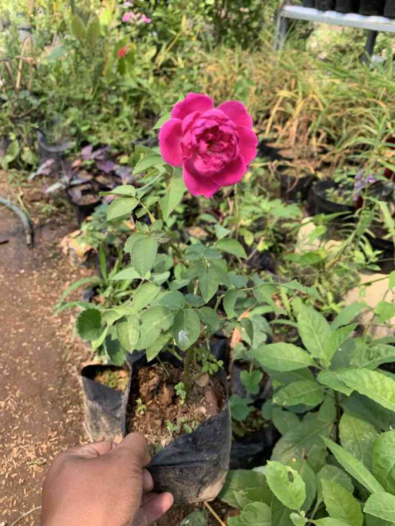 Jual Bibit Bunga Mawar Lokal Kampung Pink Merah Wangi Herbal(Siap ...