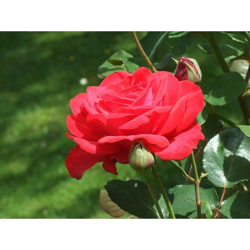 Jual BIBIT BUNGA MAWAR MERAH RED ROSE IMPORT BENIH SEED di Seller ...