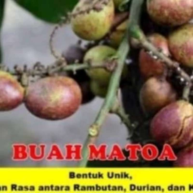 Jual Bibit Tanaman Buah Matoa/Pohon Matoa Khas Papua di Seller putri ...