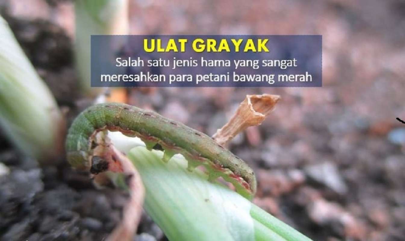 Promo Fero Bwg & Likat Kuning - Feromon Pengendali Hama Ulat Bawang ...