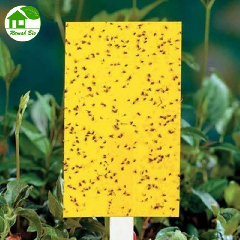 Promo Fero Bwg & Likat Kuning - Feromon Pengendali Hama Ulat Bawang ...