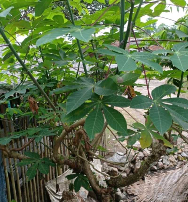 Jual stek singkong karet 1 pcs di Seller Faiz Alfarizi shop - Tunggilis ...