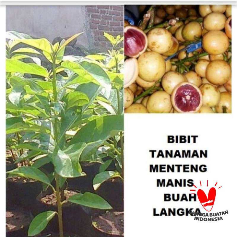 Jual Bibit Tanaman Pohon Buah Menteng Kepundung Bibit Menteng Buah ...