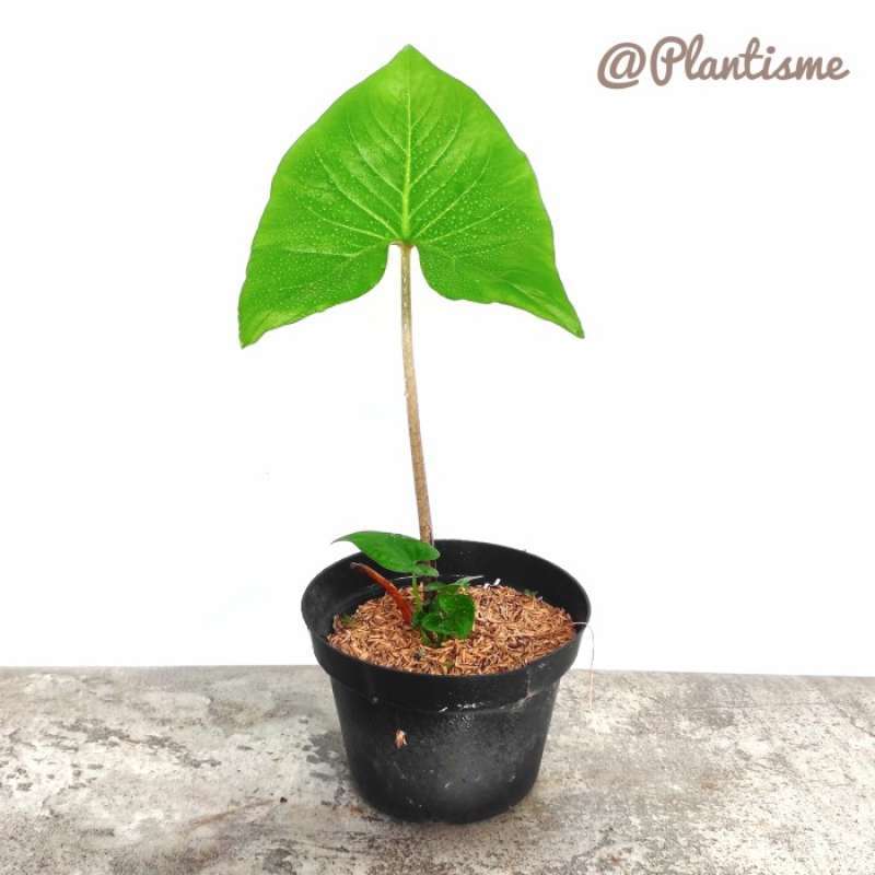 Jual Alocasia Avatar | Crytosperma Merkusii - Tanam Stingray Monstera ...