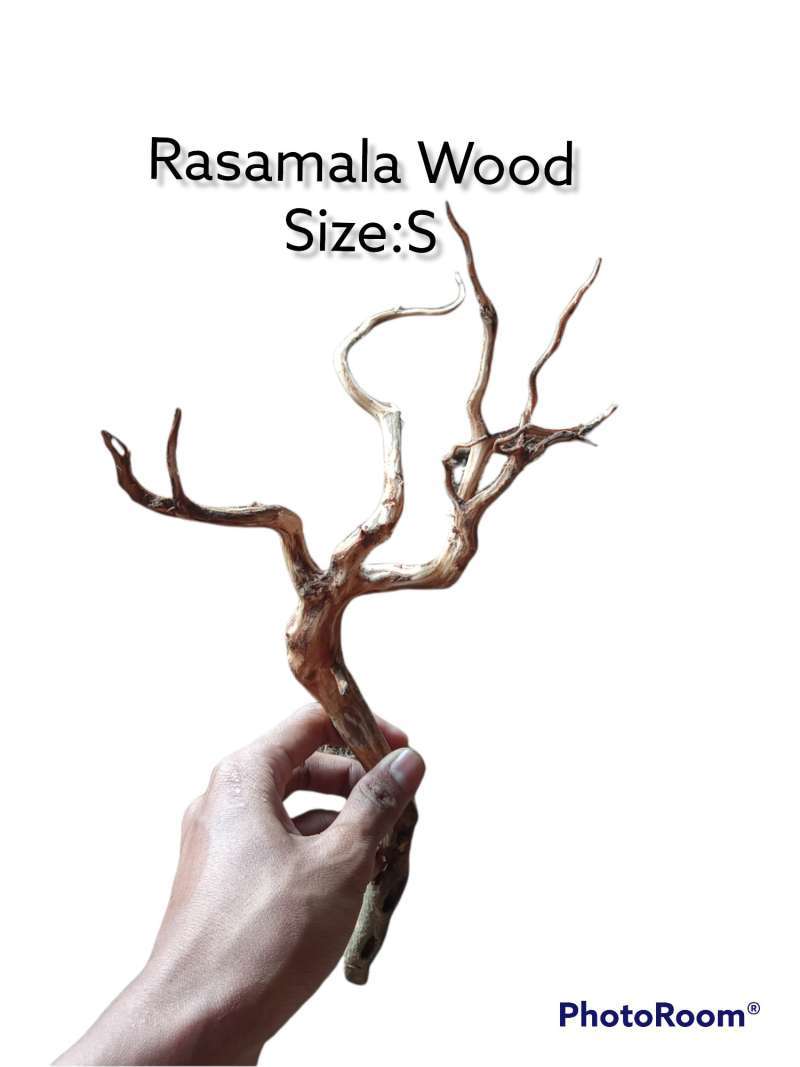 Jual Akar Rasamala Ukuran S Di Seller Queen Aquatic - Curug Bitung, Kab ...