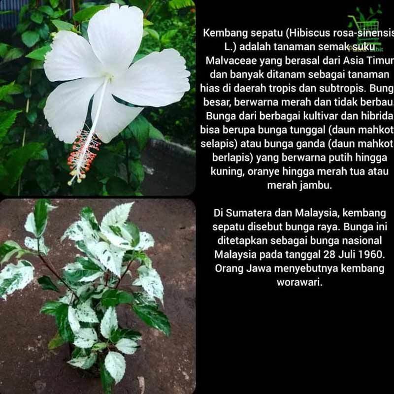 Wajib Tahu! 41+ Tanaman Bunga Raya yang Wajib Diketahui - Informasi ...