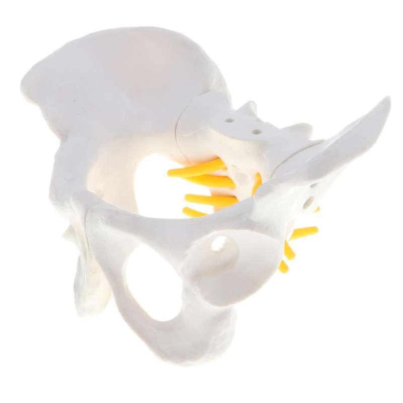 Promo Anatomical Model - Small Size Female Pelvic Skeleton Anatomy ...
