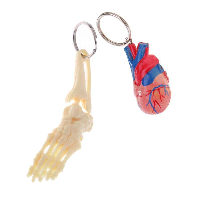 Jual Mini Human Heart Foot Ankle Model Keychain School Learning ...