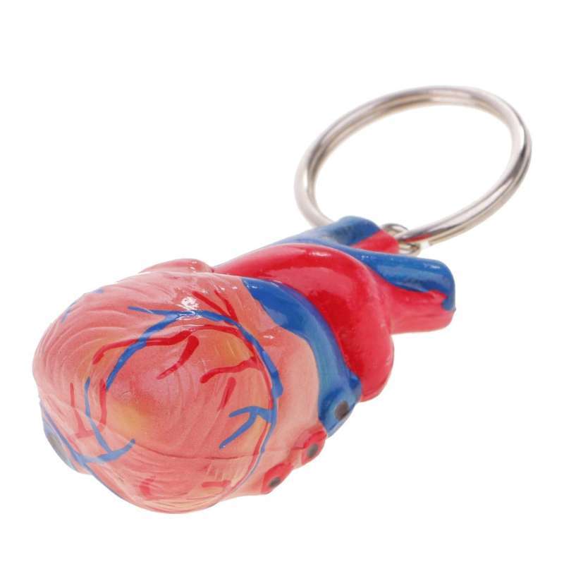 Jual Mini Human Heart Foot Ankle Model Keychain School Learning ...
